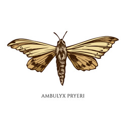 Colored acherontia styx butterfly isolated Vector Image