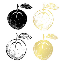 Hand drawn golden fruits set Royalty Free Vector Image