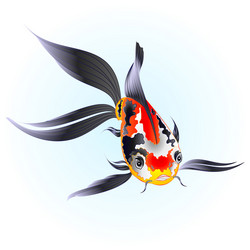 Fish white koi carp two polygons Royalty Free Vector Image