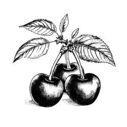 Cherry drawing isolated hand drawn object Vector Image