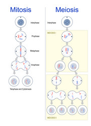 Mitosis cell division Royalty Free Vector Image