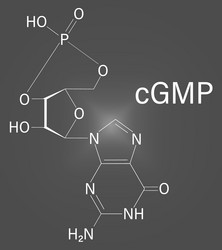 Cyclic guanosine monophosphate or cgmp molecule Vector Image