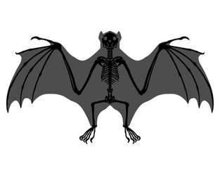 Bat skeleton Royalty Free Vector Image - VectorStock
