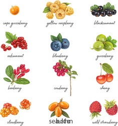 Fresh berries list with names Royalty Free Vector Image