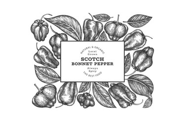 Red scotch bonnet peppers Royalty Free Vector Image