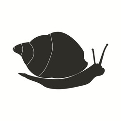 Molluscs Vector Images (over 2,600)