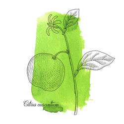 Drawing bitter orange Royalty Free Vector Image