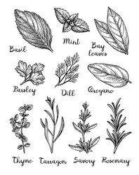 Herbs sketch set Royalty Free Vector Image - VectorStock