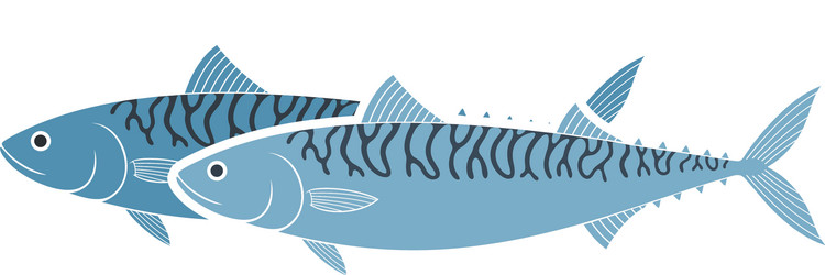 Atlantic Mackerel Vector Images (over 460)