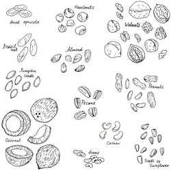 Set of drawing nuts Royalty Free Vector Image - VectorStock