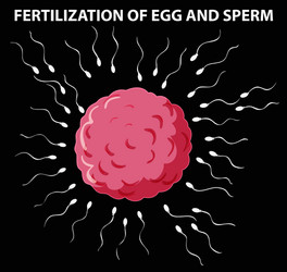 Reproduction process human infographic Royalty Free Vector