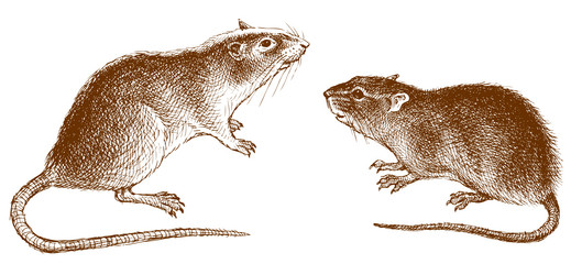 Hand drawing of single red cute eared rat Vector Image