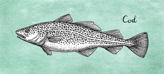 Cod fish watercolor sketch line art Royalty Free Vector