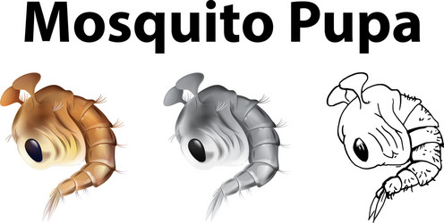 Mosquito Pupa Vector Images (over 450)