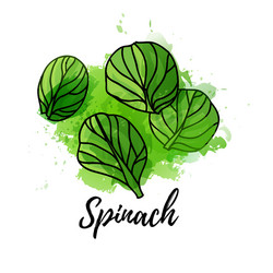 Spinach Vector Images (over 8,500)