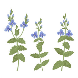 Drawing wild flowers germander speedwell Vector Image