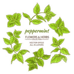 Peppermint frame Royalty Free Vector Image - VectorStock