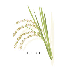 Rice Realistic Vector Images (over 970)