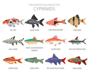 Freshwater aquarium fishes breeds icon set flat Vector Image
