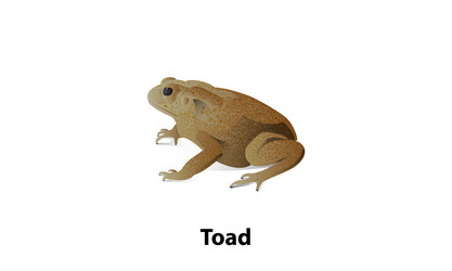 Cane Toad Vector Images (60)