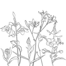 Simple floral branches sketch flourish botanical Vector Image