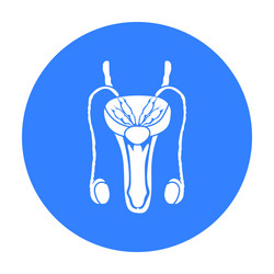 Cartoon of Male Reproductive System Vector Images (over 320)