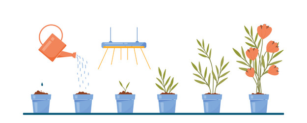 Flower growth process seedling watering Royalty Free Vector