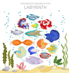 Labyrinth fish freshwater aquarium icon set Vector Image