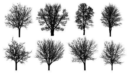 Bare tree silhouette beautiful leafless Royalty Free Vector