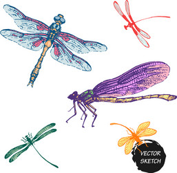 Red dragonfly Royalty Free Vector Image - VectorStock