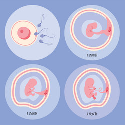 Baby Development Stages Vector Images (over 1,000)