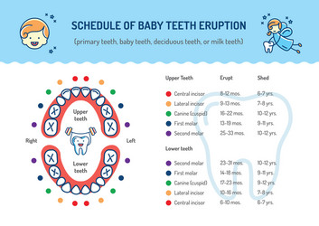 Baby first teeth chart Royalty Free Vector Image