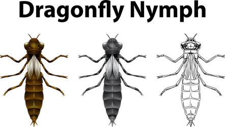 Nymph Vector Images (over 2,200)