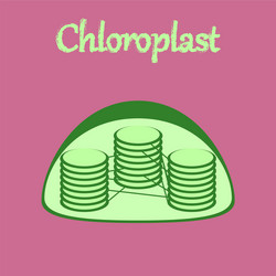 Icon in flat style chloroplast Royalty Free Vector Image