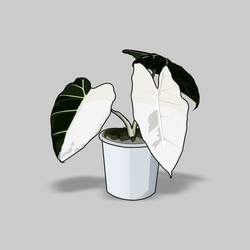 Alocasia frydek plant design Royalty Free Vector Image