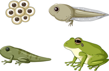 Green tree frog life cycle Royalty Free Vector Image
