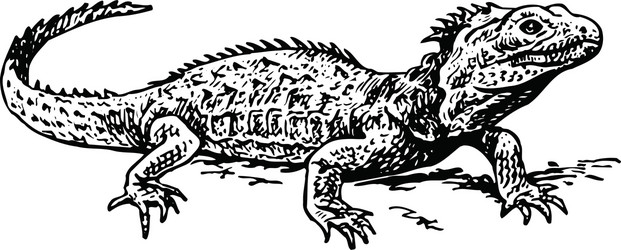 Tuatara Vector Images (10)
