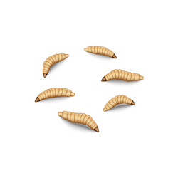 Maggot Vector Images (over 1,800)