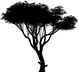 Acacia Tree Vector Images (over 2,600)