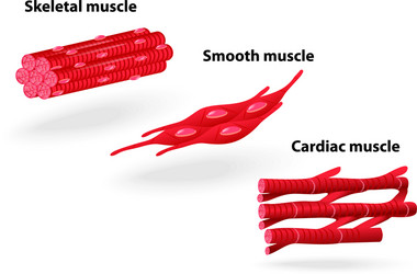 Human muscle anatomy with body Royalty Free Vector Image