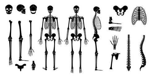 Human man skeleton anatomy Royalty Free Vector Image