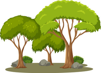 Isolated tree on white background Royalty Free Vector Image