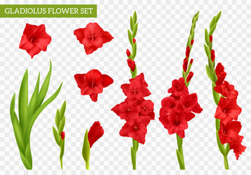 Gladiolus Vector Images (over 530)