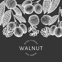 Hand drawn sketch walnut design template organic Vector Image
