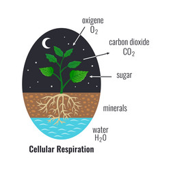 Photosynthesis biological process composition Vector Image