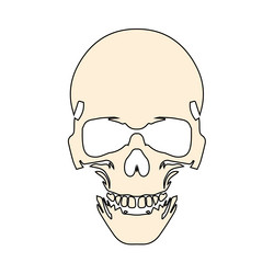 Anatomically correct human skull death Royalty Free Vector