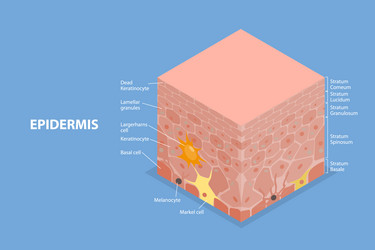 3d isometric flat of collagen Royalty Free Vector Image