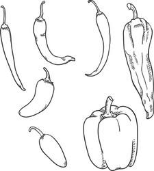 Capsicum Outline Vector Images (over 1,100)