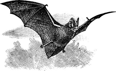 Bat Ears Vector Images (over 600)