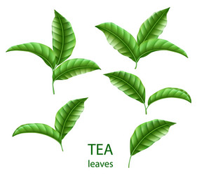 Realistic tea leaves background green Royalty Free Vector
